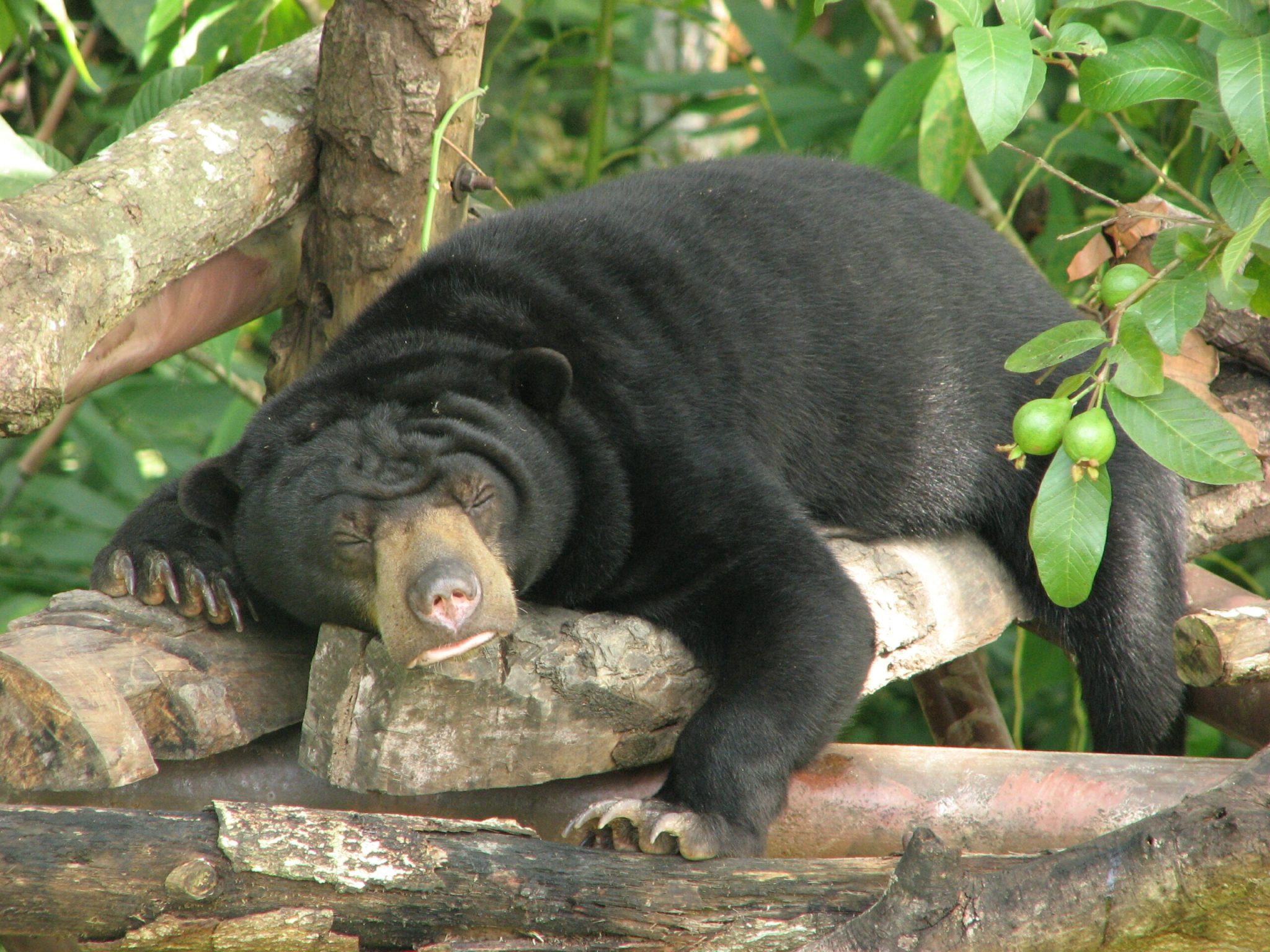 Beruang Matahari, Maskot Tourism Malaysia 2026